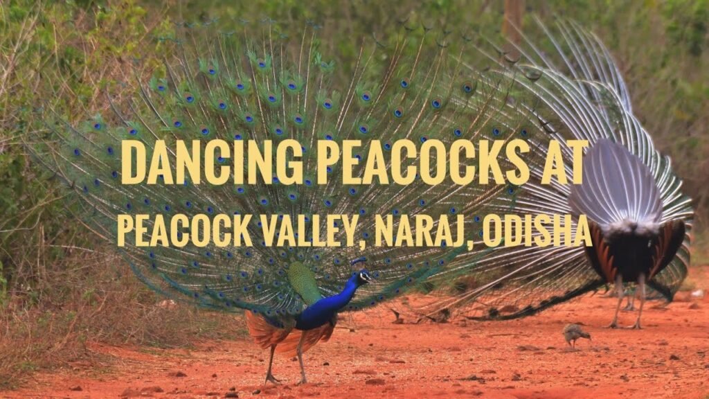 Peacock Valley, Cuttack- The Hidden World of Peacocks | eBhubaneswar